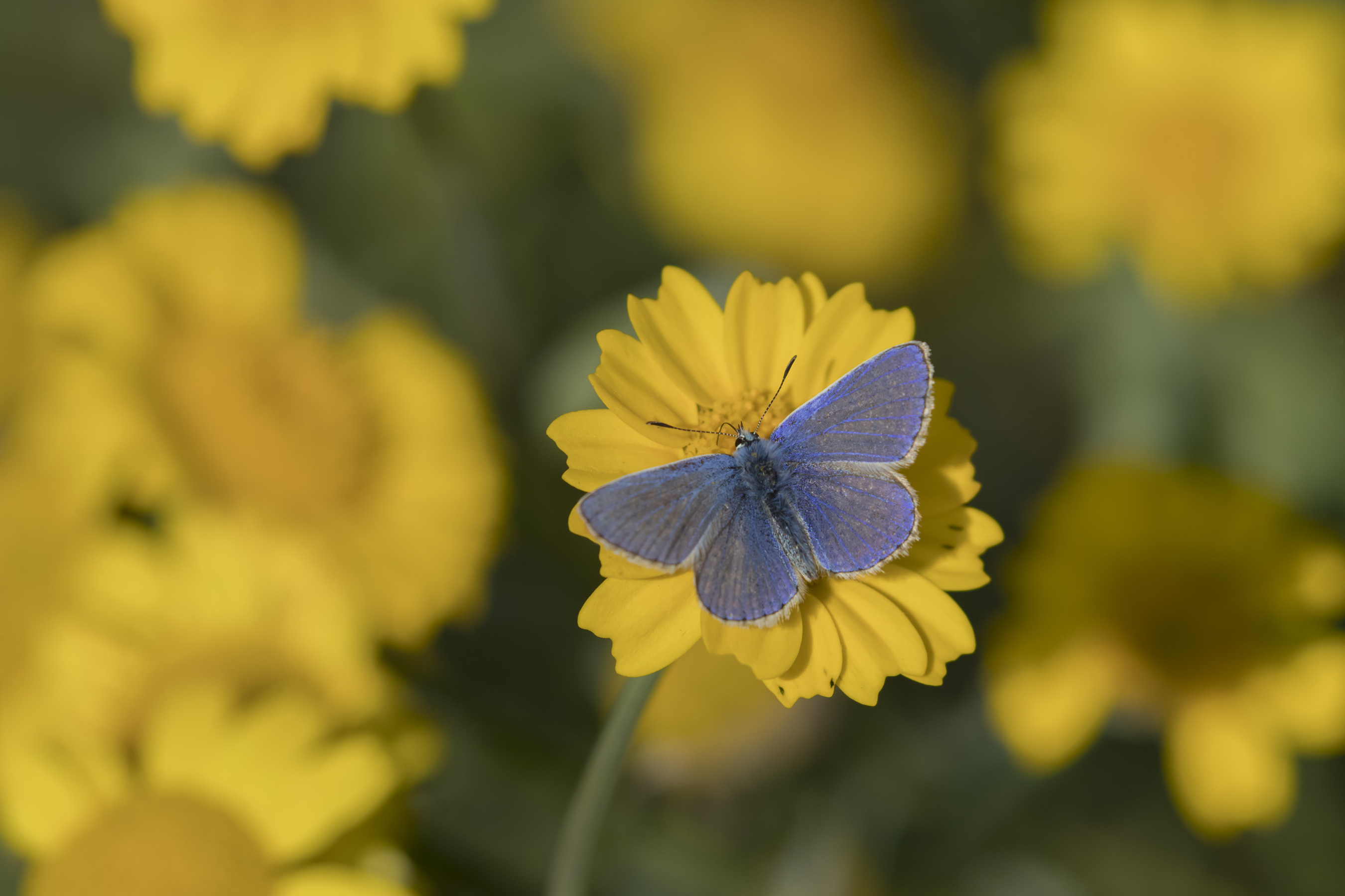 Common Blue, Holywells Park, Kevin Sawford | Suffolk Wildlife Trust
