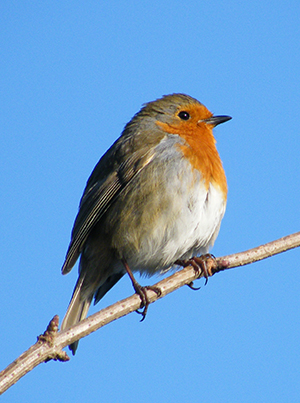 Robin - Paul Thrush 300px wide | Suffolk Wildlife Trust