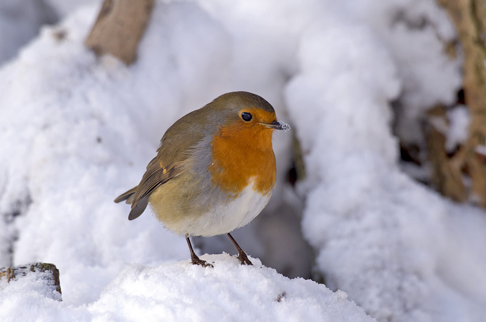 Robin - John Bridges | Suffolk Wildlife Trust
