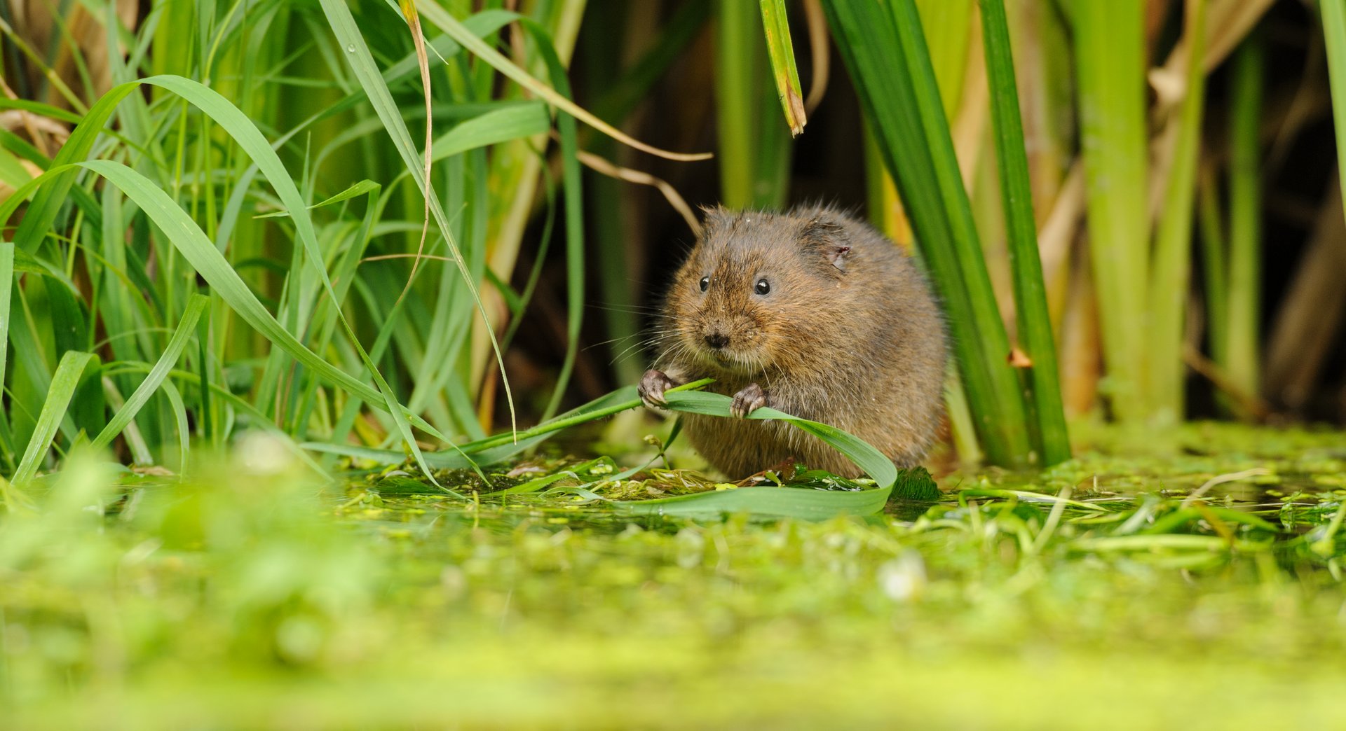 Water Vole | Suffolk Wildlife Trust