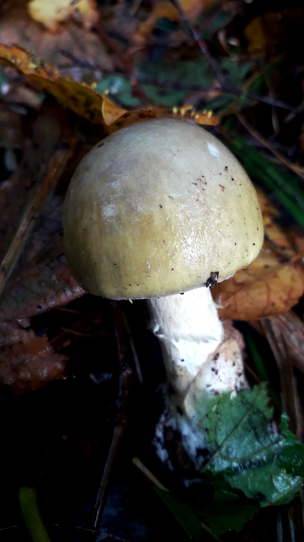 Death cap – Alex Lack | Suffolk Wildlife Trust