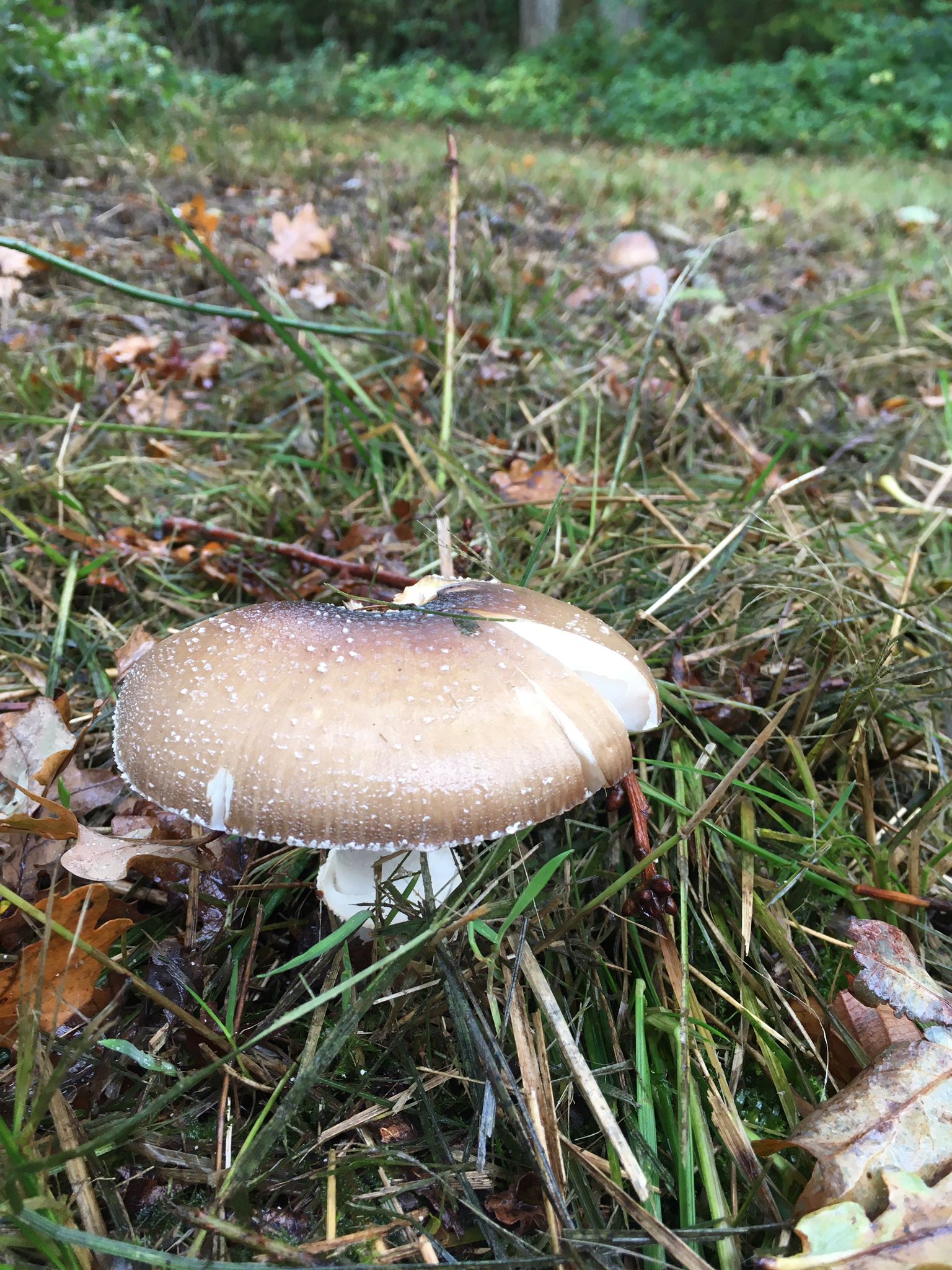 Panther cap - Will Cranstoun | Suffolk Wildlife Trust