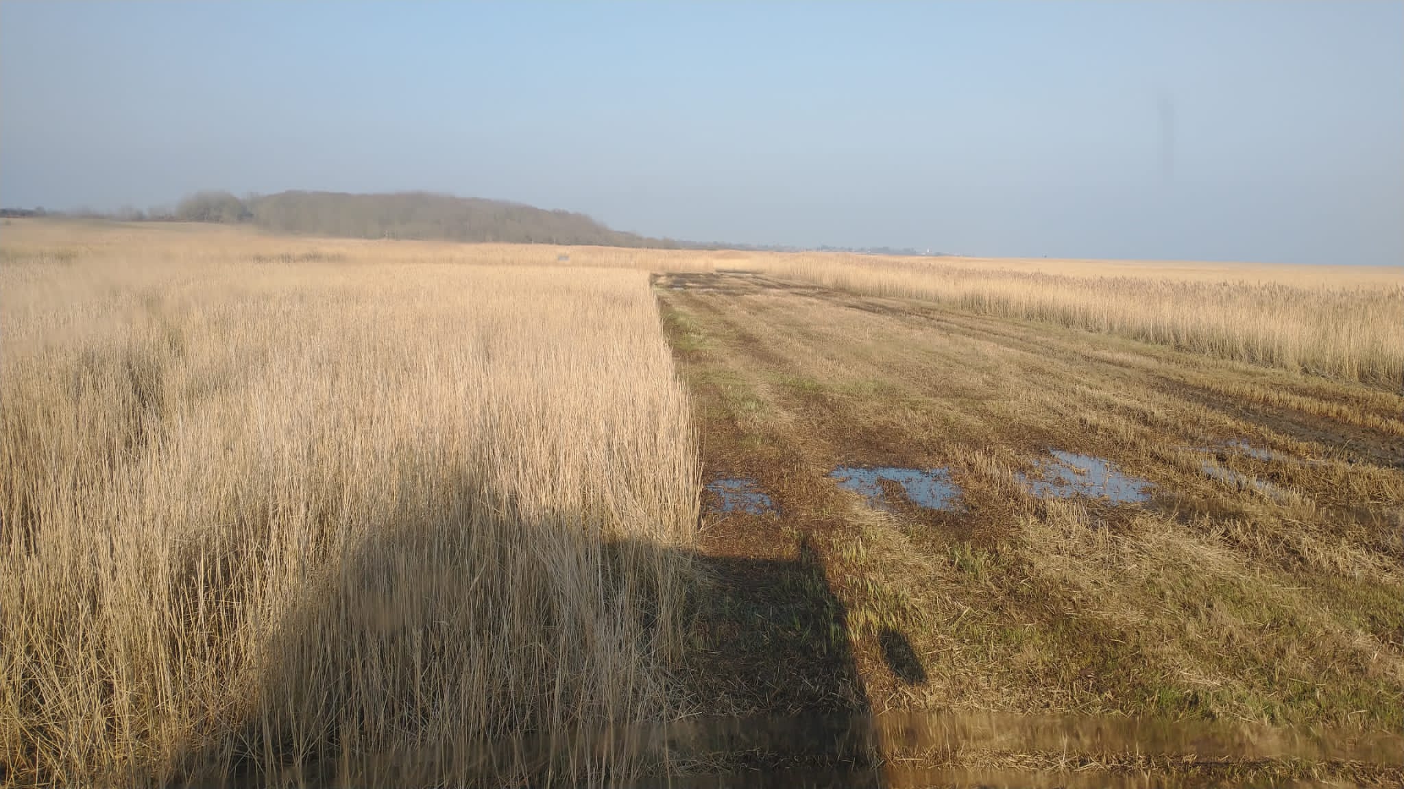 New section of cut reeds at Dingle Marshes, Dan Doughty | Suffolk ...