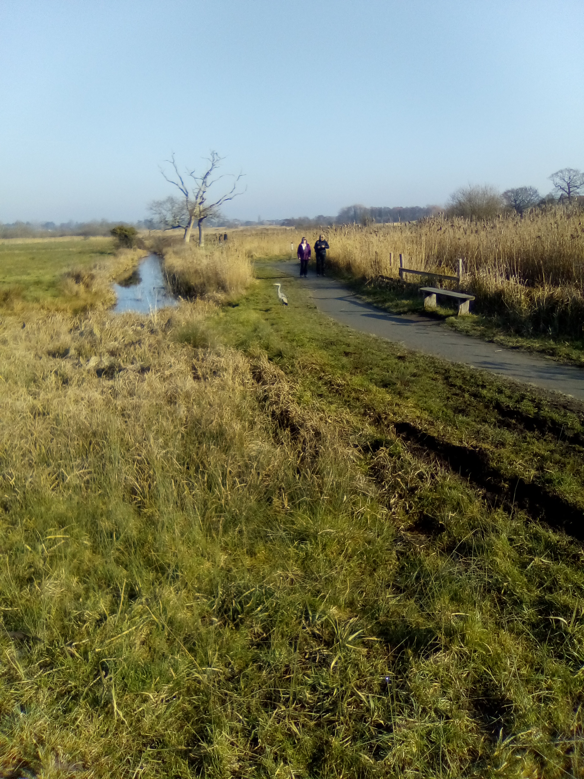 Heron at Carlton Marshes, Susan Stone | Suffolk Wildlife Trust
