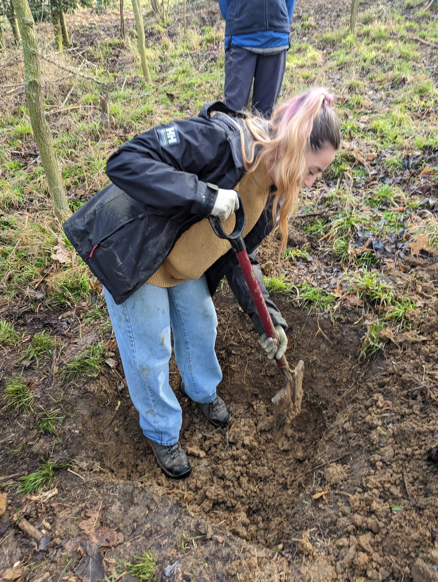 Volunteer digging a hole for the deciduous branches, Trimley Marshes ...