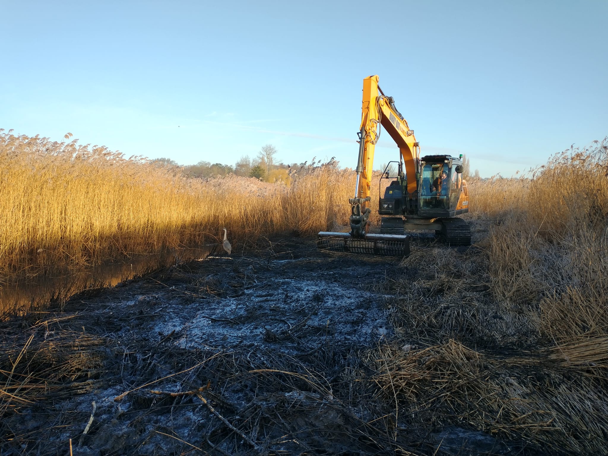 Heron and digger at Whitecast Marsh, Lewis Yates | Suffolk Wildlife Trust