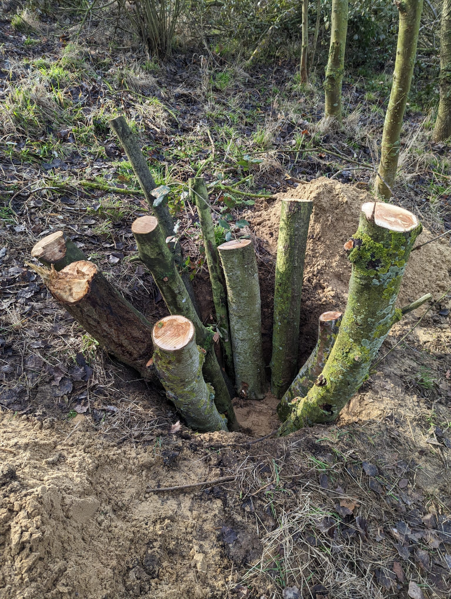 Stag beetle pyramid in progress, Joe Underwood | Suffolk Wildlife Trust