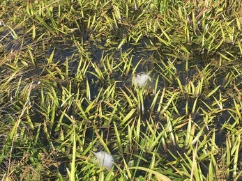Up close and personal with the fen raft spider | Suffolk Wildlife Trust