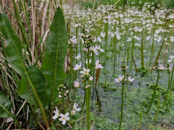 10 facts about fen raft spiders | Suffolk Wildlife Trust