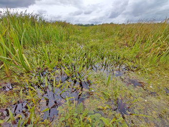 10 facts about fen raft spiders | Suffolk Wildlife Trust