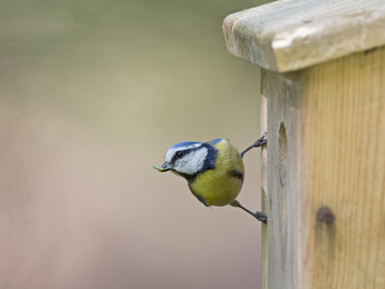 National Nest Box Week 2025 | Suffolk Wildlife Trust
