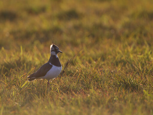 All about lapwing | Suffolk Wildlife Trust