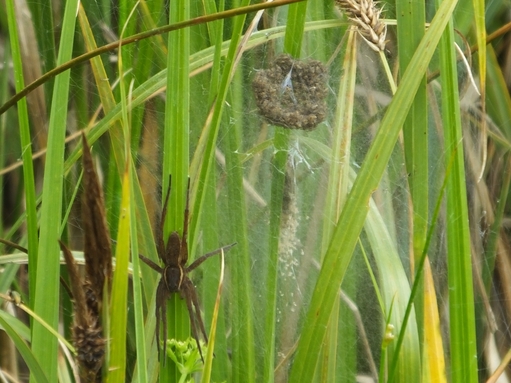 Up close and personal with the fen raft spider | Suffolk Wildlife Trust