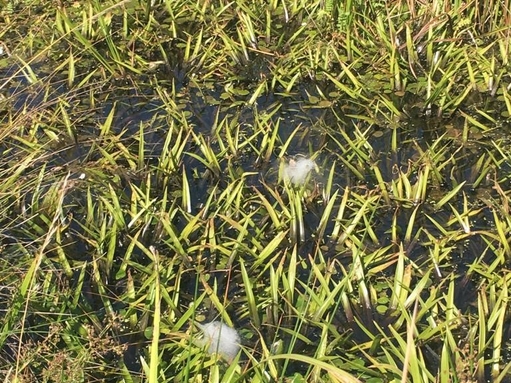 Up close and personal with the fen raft spider | Suffolk Wildlife Trust