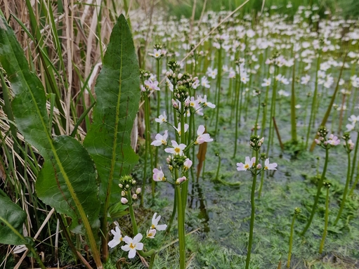 10 facts about fen raft spiders | Suffolk Wildlife Trust
