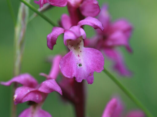 Waveney and Little Ouse Landscape Recovery | Suffolk Wildlife Trust
