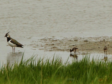 All about lapwing | Suffolk Wildlife Trust