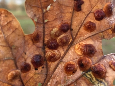 Hunting for galls | Suffolk Wildlife Trust