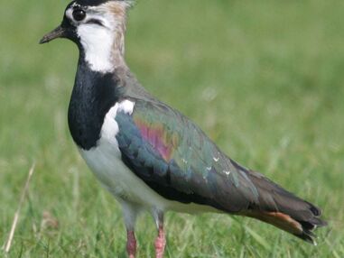 All about lapwing | Suffolk Wildlife Trust