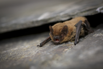 Suffolk Bat Group | Suffolk Wildlife Trust