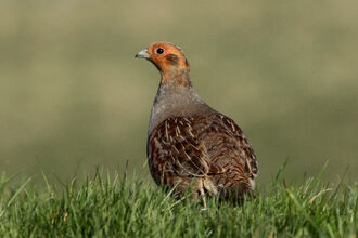 Grouse, partridges, pheasant and quail | Suffolk Wildlife Trust