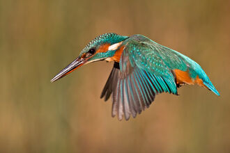 Birds | Suffolk Wildlife Trust