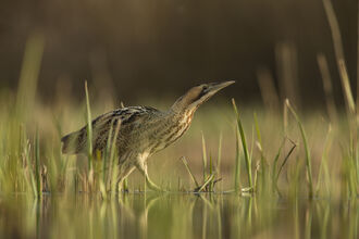 Birds | Suffolk Wildlife Trust