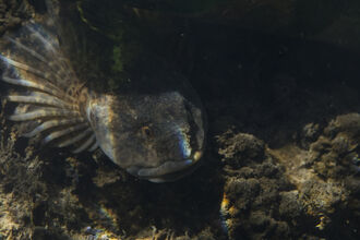 Freshwater fish | Suffolk Wildlife Trust