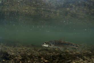 Freshwater fish | Suffolk Wildlife Trust