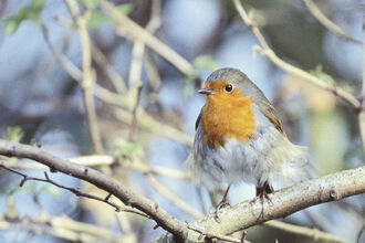 Lackford Lakes Nature Reserve | Suffolk Wildlife Trust