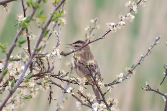Lound Lakes Nature Reserve | Suffolk Wildlife Trust