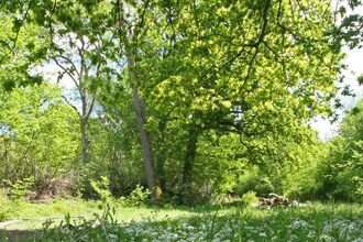 Bradfield Woods National Nature Reserve | Suffolk Wildlife Trust