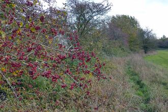 Foxburrow Nature Reserve | Suffolk Wildlife Trust