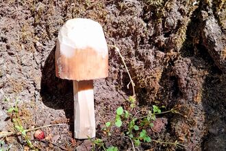 Foxburrow Nature Reserve | Suffolk Wildlife Trust