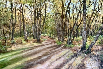 Bradfield Woods National Nature Reserve | Suffolk Wildlife Trust