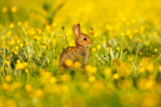 Suffolk Wildlife Trust in Ipswich | Suffolk Wildlife Trust