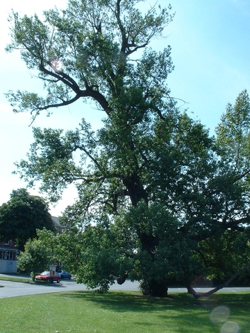 Black poplar | Suffolk Wildlife Trust