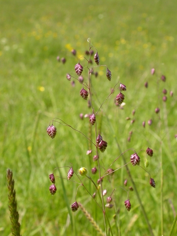 Quaking-grass | Suffolk Wildlife Trust