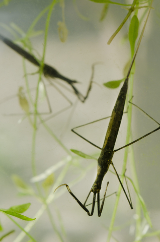Water stick insect | Suffolk Wildlife Trust