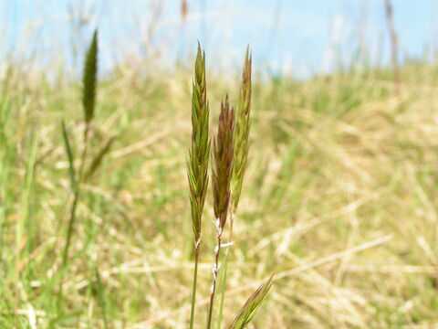 Sweet vernal-grass | Suffolk Wildlife Trust