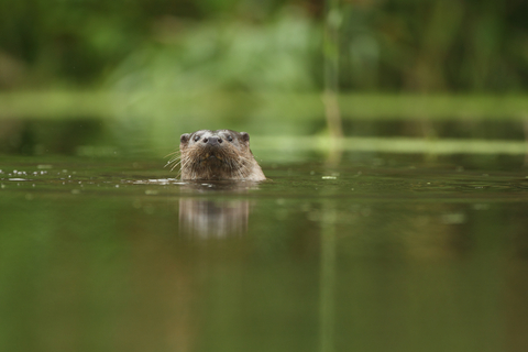 River Waveney and its wildlife | Suffolk Wildlife Trust
