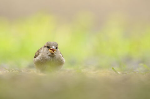 FAQs and useful contacts | Suffolk Wildlife Trust