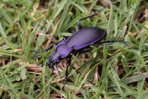 Violet ground beetle | Suffolk Wildlife Trust
