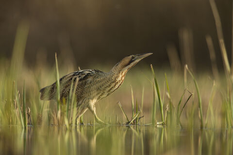 Home | Suffolk Wildlife Trust