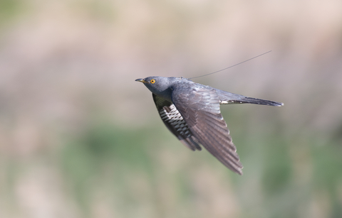 State-of-the-art tags tracking cuckoo migration from Worlingham Marshes ...