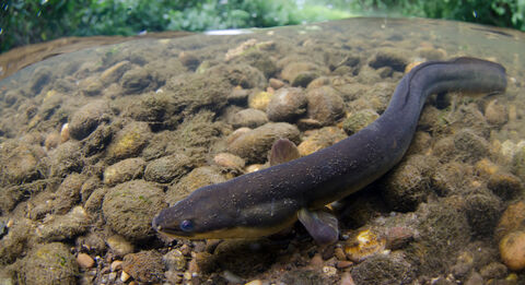 Where have all the eels gone? | Suffolk Wildlife Trust