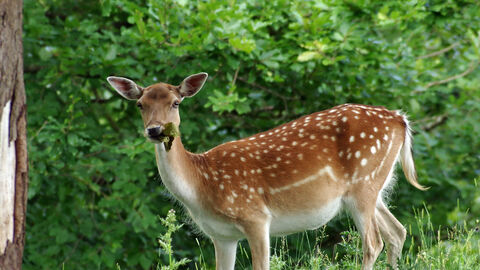 Fallow deer | Suffolk Wildlife Trust