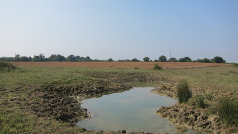 Black Bourn Valley Nature Reserve | Suffolk Wildlife Trust