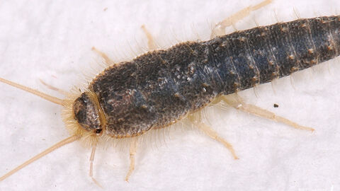 Silverfish | Suffolk Wildlife Trust