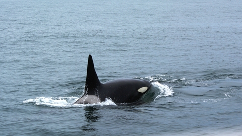 Orca | Suffolk Wildlife Trust